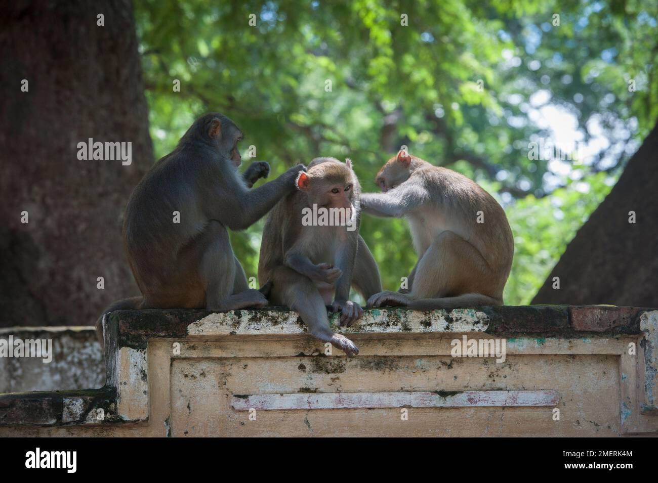 Myanmar, around Mandalay, Monywa, Pho Win Taung, monkeys grooming Stock ...