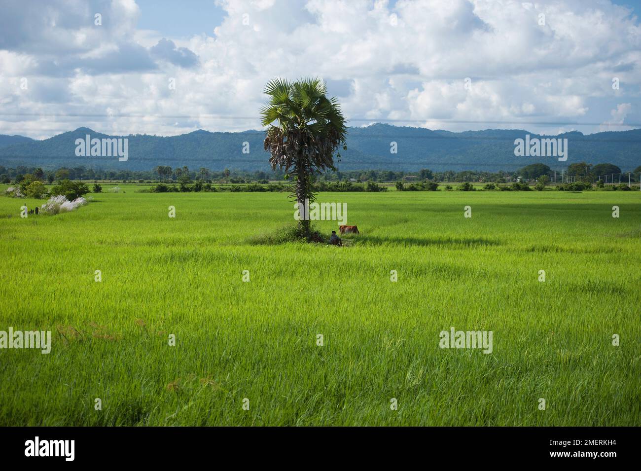 Myanmar, Northern Myanmar, view from train window en route to Naba ...