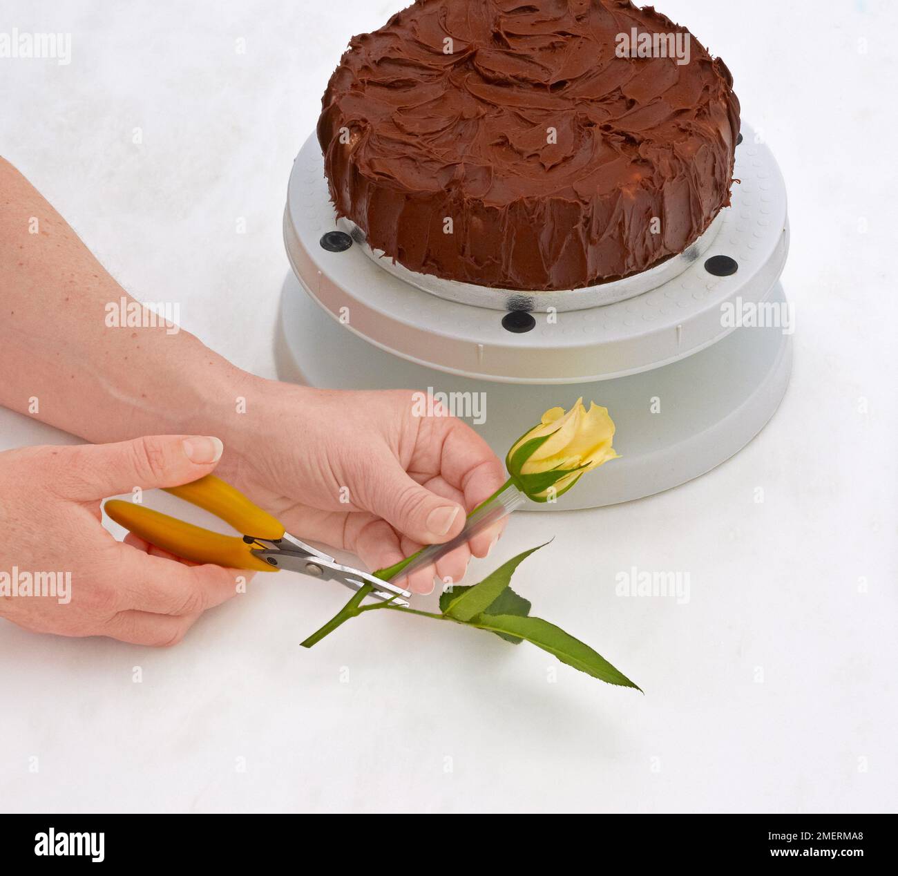 Cutting with scissors the bottom of yellow rose stalk next to a ...