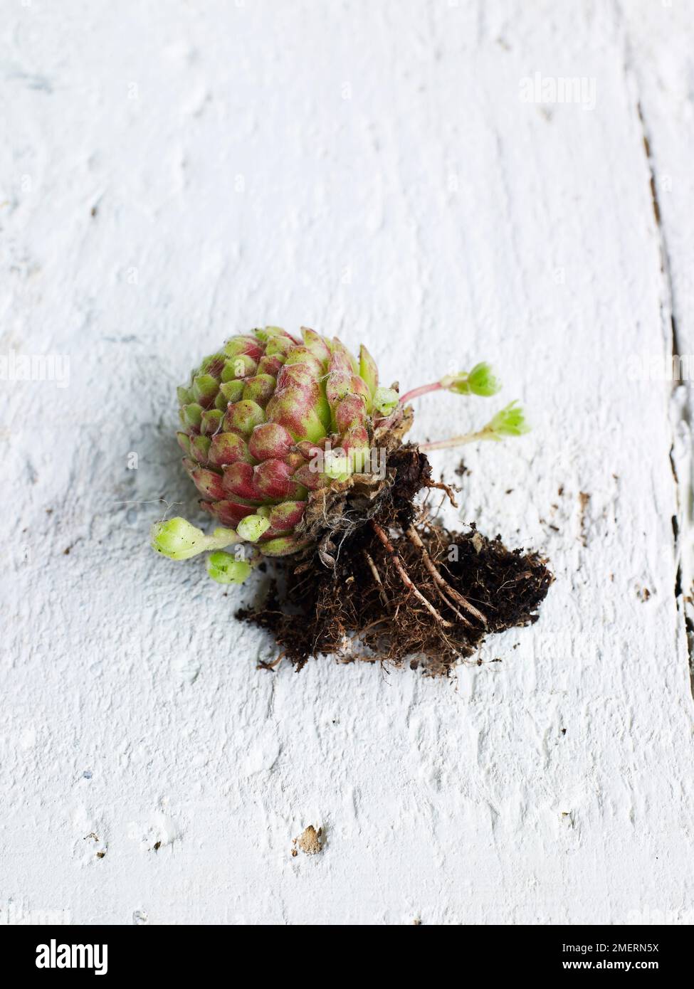 Fat plant hi-res stock photography and images - Alamy