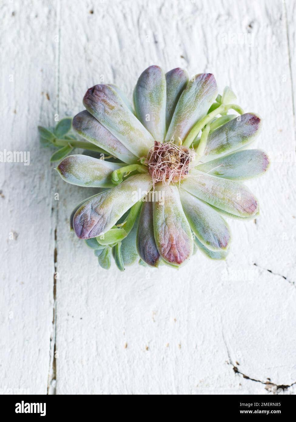 Fat plant hi-res stock photography and images - Alamy