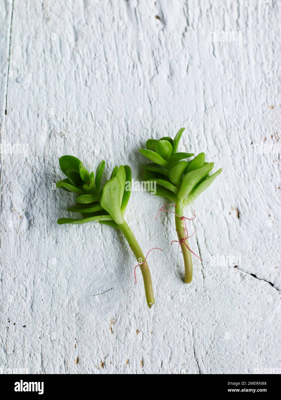 Fat plants hi-res stock photography and images - Alamy