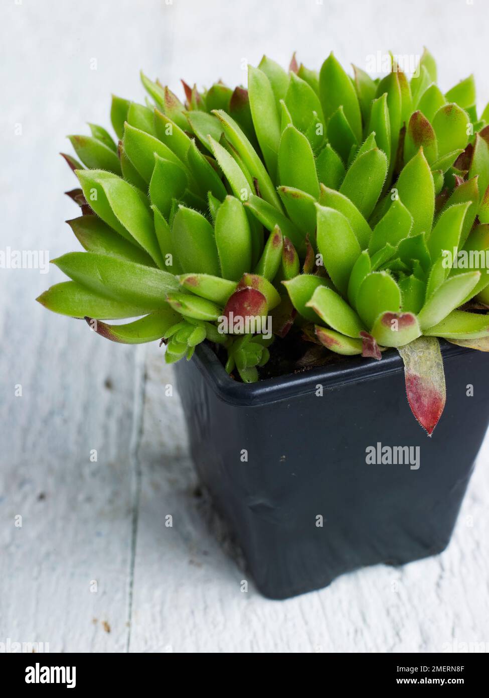 Fat plant hi-res stock photography and images - Alamy