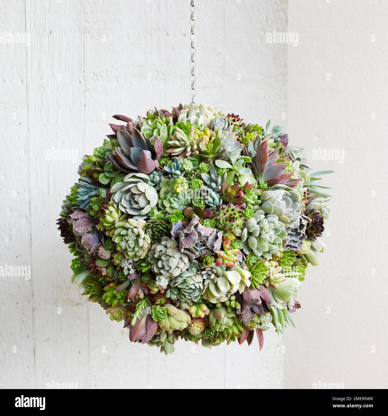 Succulent hanging ball Stock Photo - Alamy