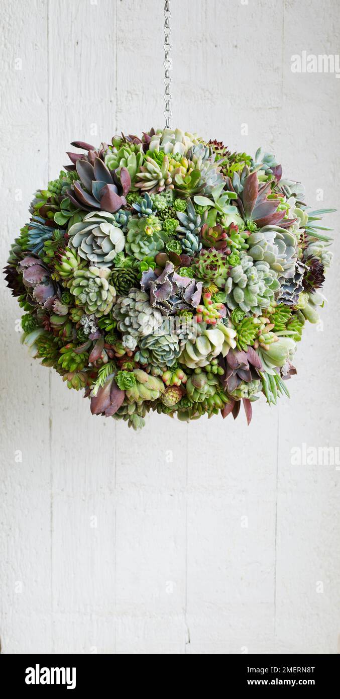 Succulent hanging ball Stock Photo - Alamy