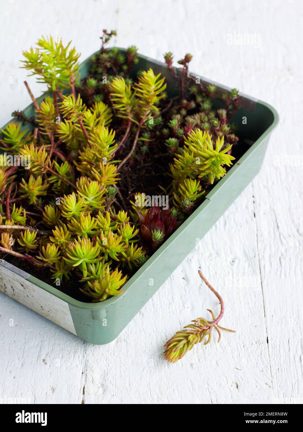 Succulent plants in tray Stock Photo - Alamy