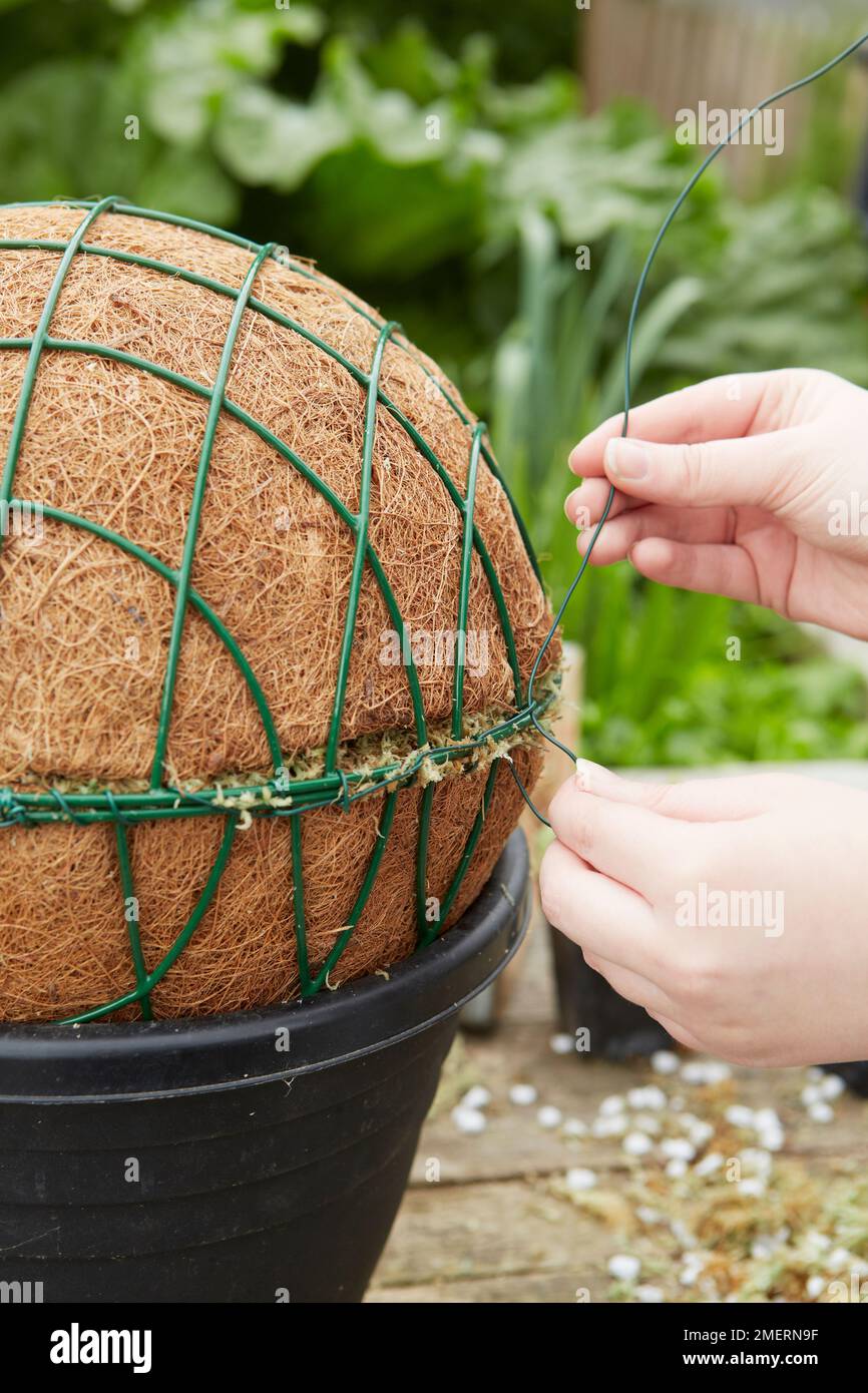 Attaching moss hi-res stock photography and images - Alamy