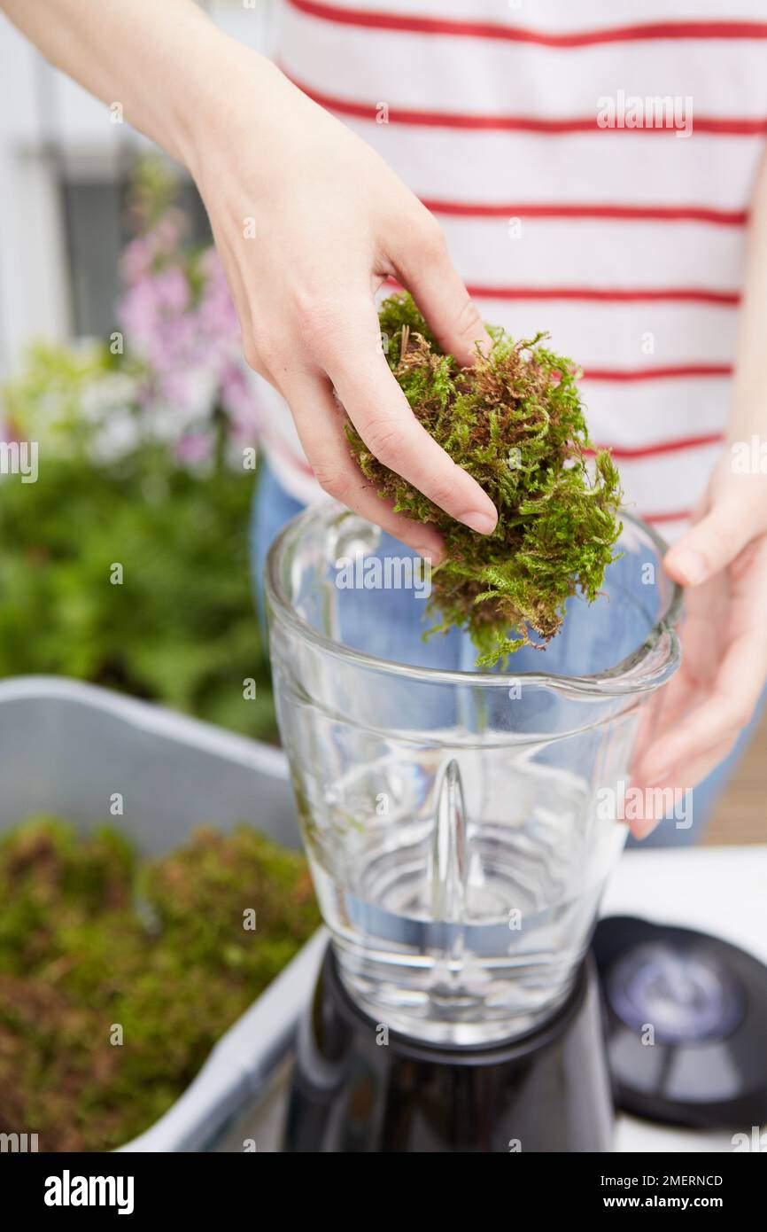 Adding moss to blender, to make paint mixture for mural Stock Photo - Alamy