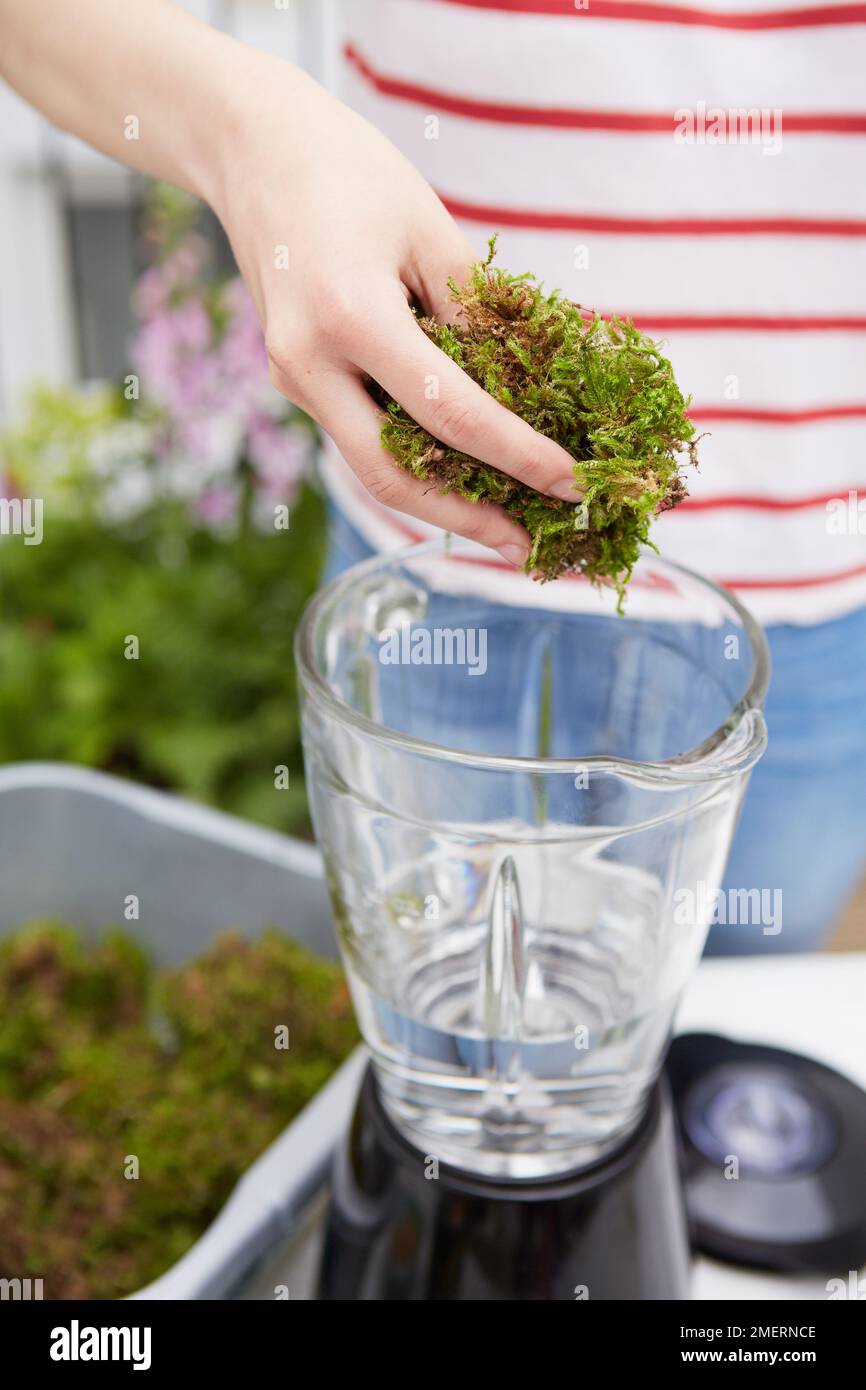 Adding moss to blender, to make paint mixture for mural Stock Photo - Alamy