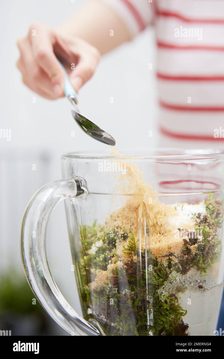 Adding sugar to buttermilk and moss mixture, to make paint mixture for mural Stock Photo - Alamy