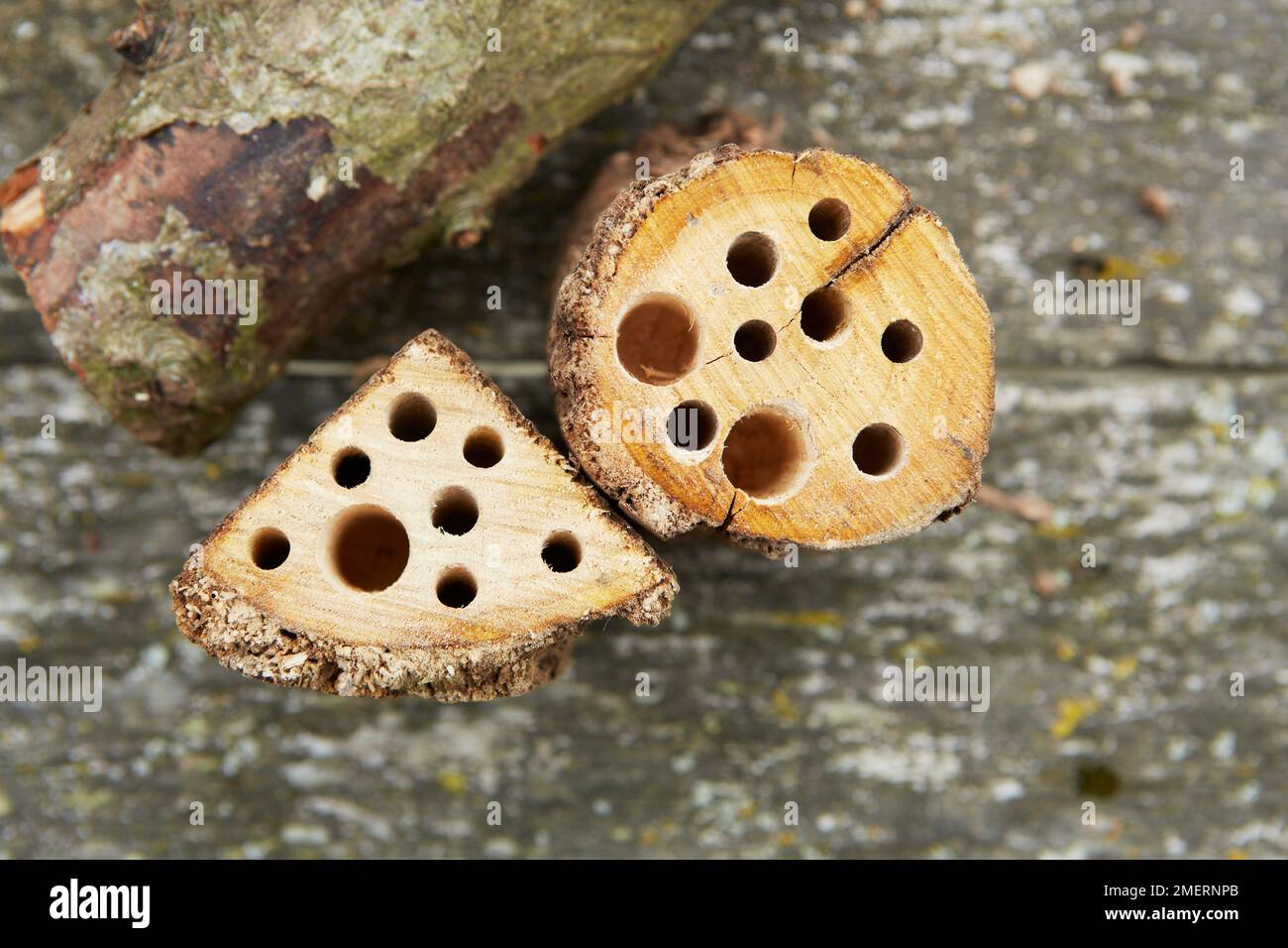 Branch drilled with holes, materials for insect hotel Stock Photo - Alamy