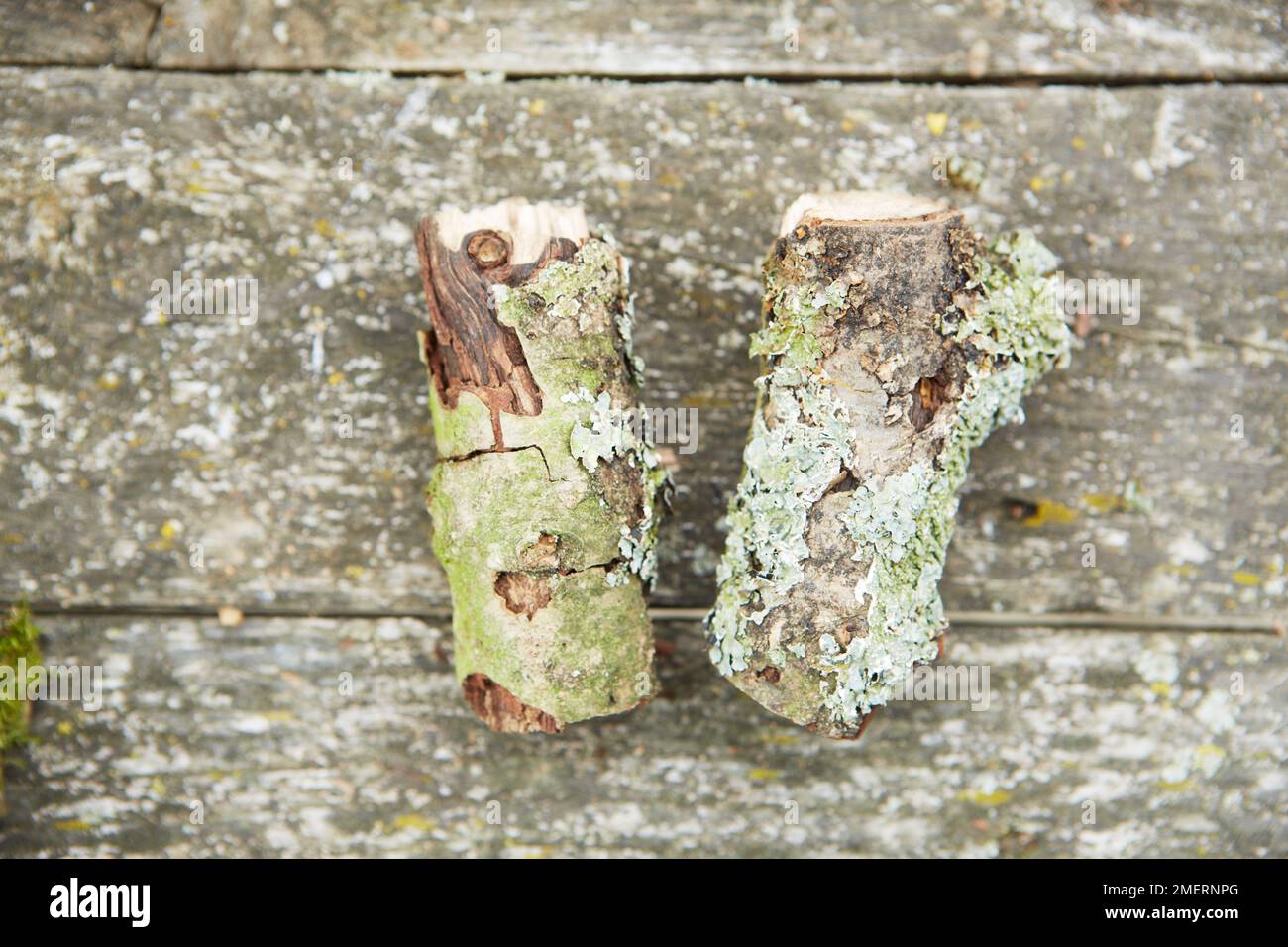 Pieces of lichen covered wood, materials for insect hotel Stock Photo ...
