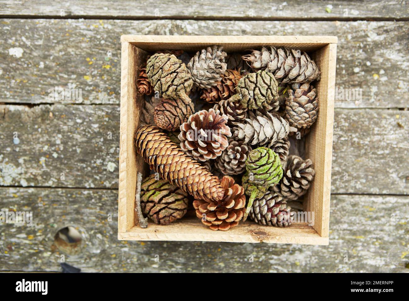Pine cones in wooden hi-res stock photography and images - Alamy