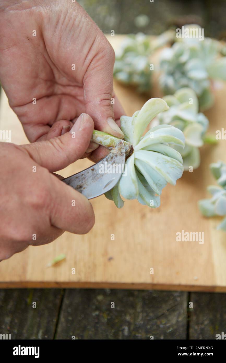 Making succulent wreath, preparing succulent root Stock Photo - Alamy