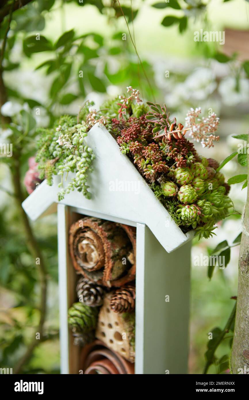 Creativity insect hi-res stock photography and images - Alamy