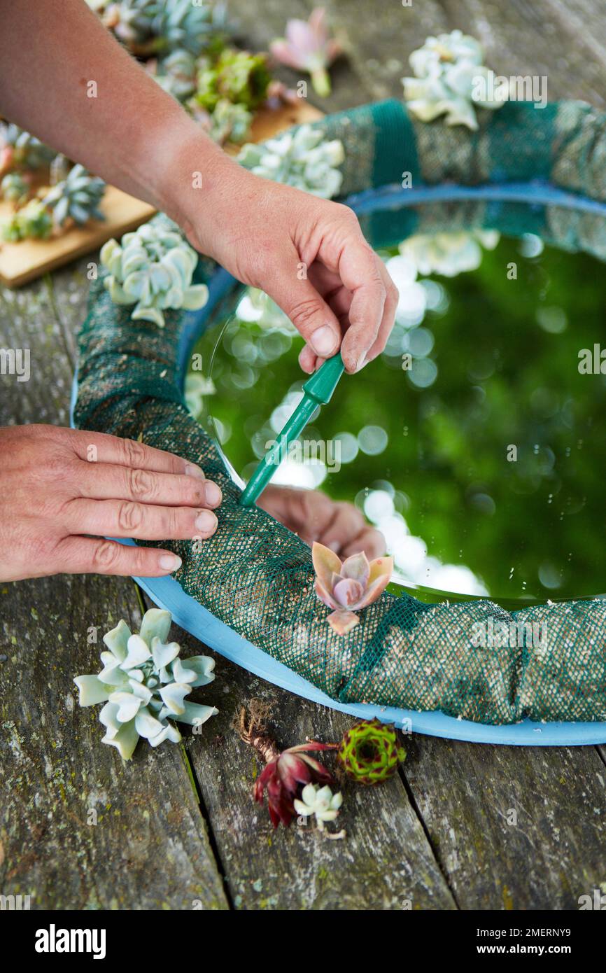 Succulent wreath mirror frame, living mirror frame, using a dibber to ...