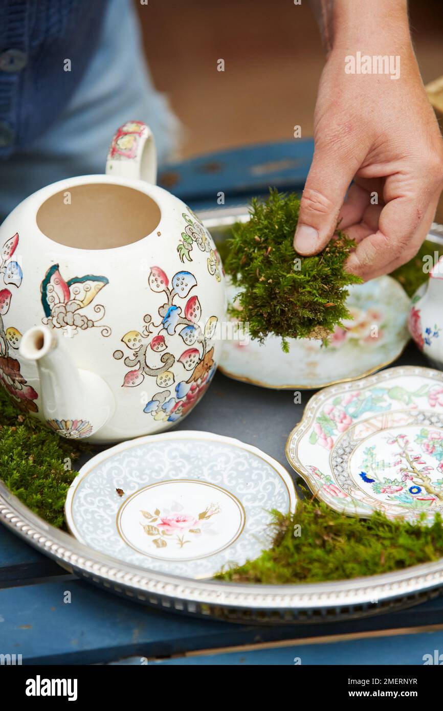Positioning moss on a tea set and tray hanging planter Stock Photo - Alamy
