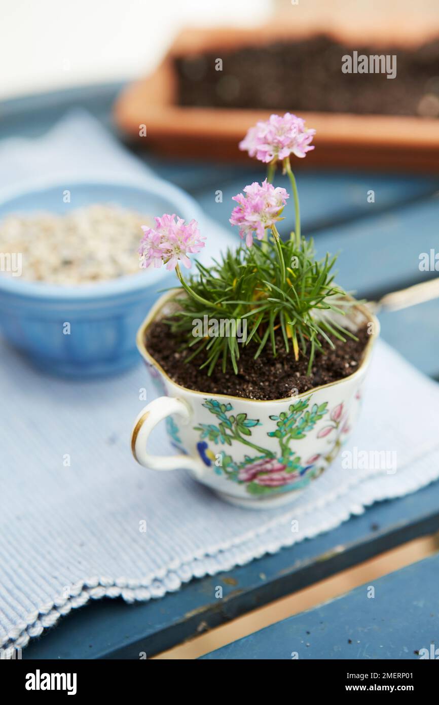 Tea cup planter containing alpine plant Stock Photo - Alamy