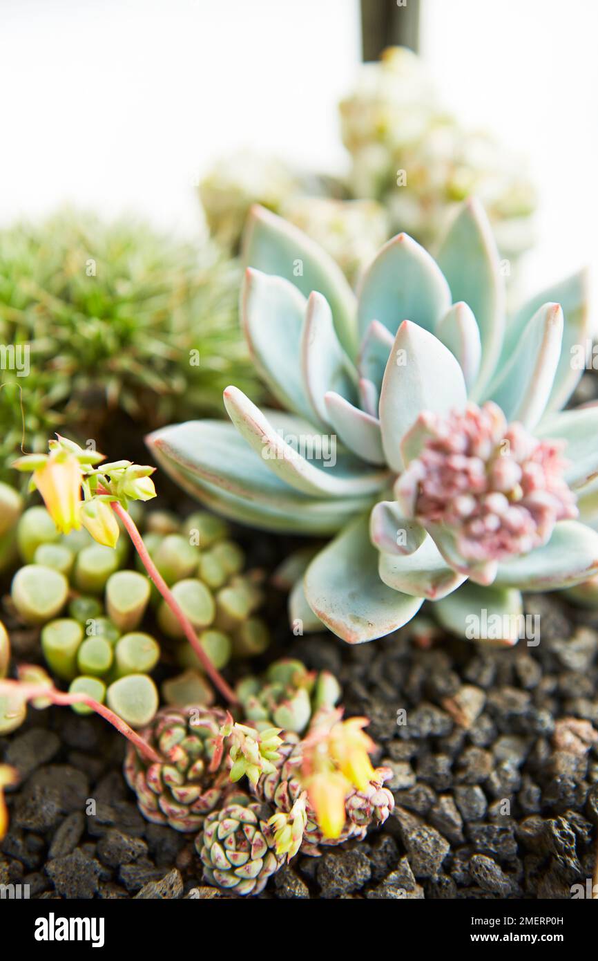 Fat plants hi-res stock photography and images - Alamy