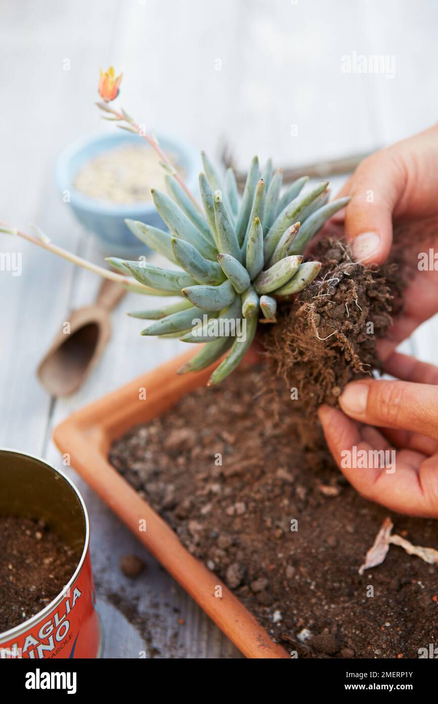 Cacti planters hi-res stock photography and images - Alamy