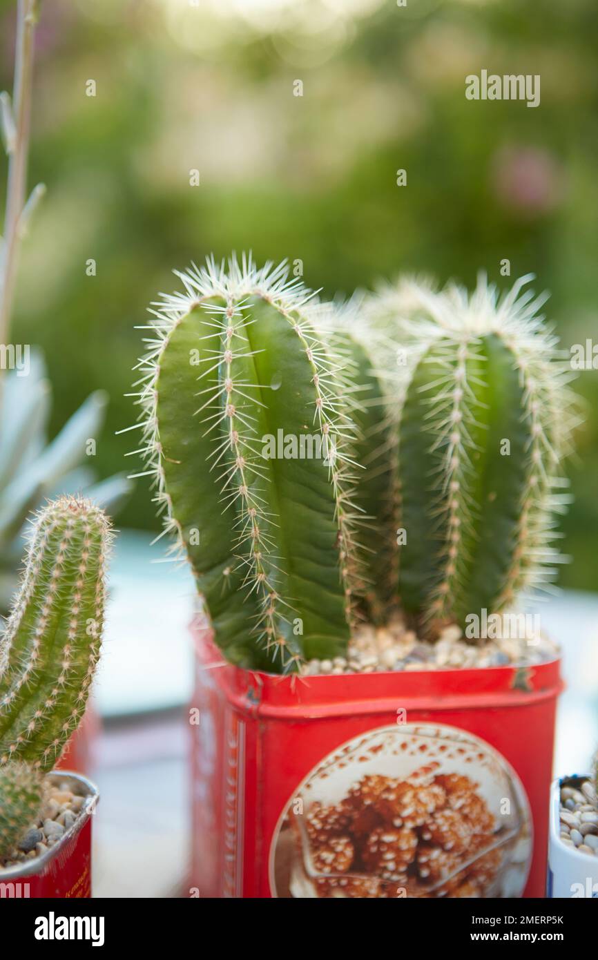 Cacti planters hi-res stock photography and images - Alamy