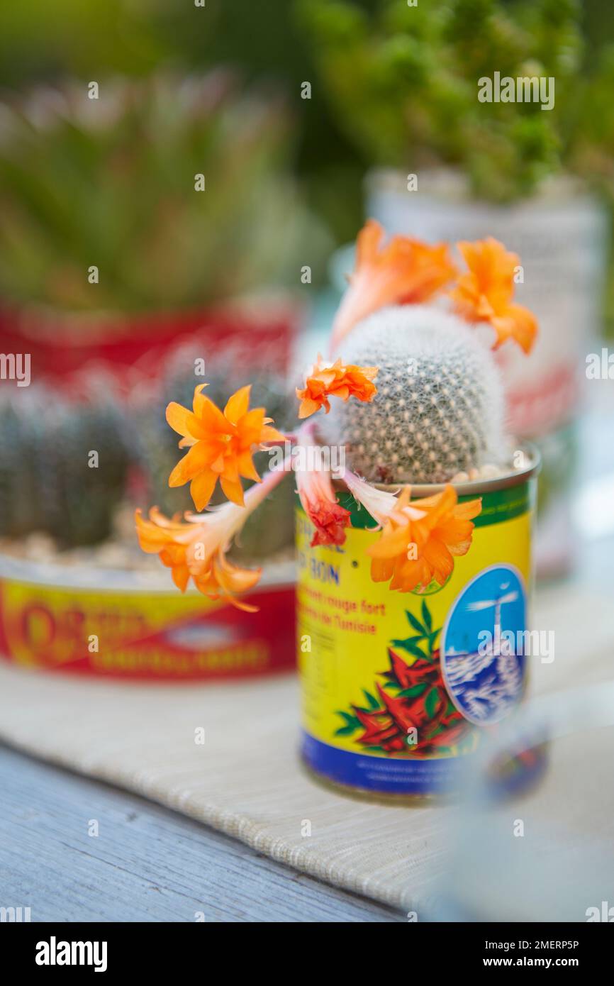 Mexican style tin can cacti planters Stock Photo - Alamy