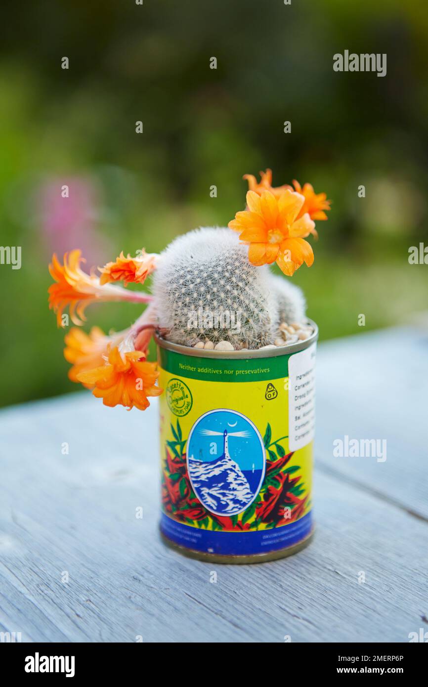 Mexican style tin can cacti planters Stock Photo - Alamy