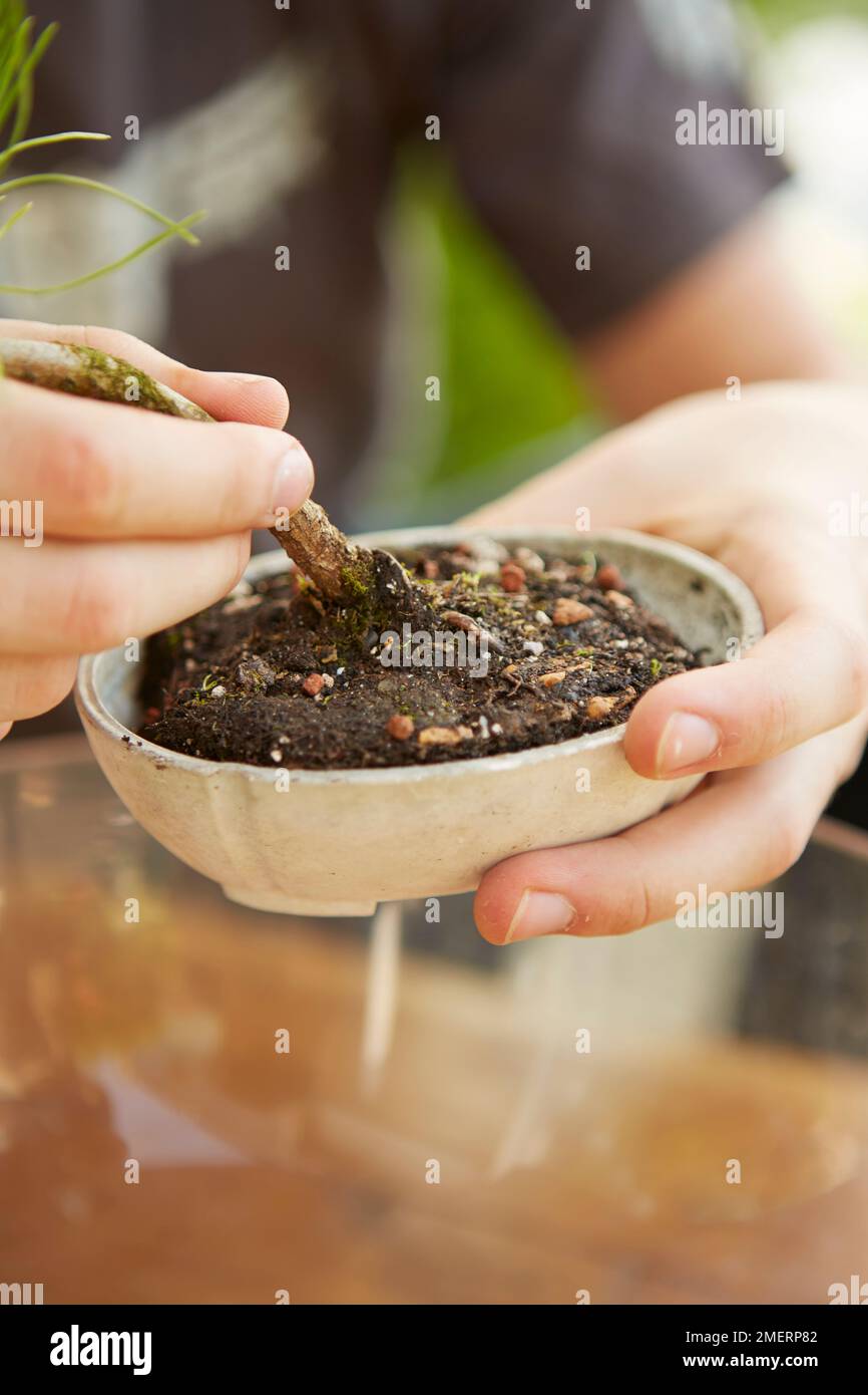 Instant bonsai tree, Pinus thunbergii (Japanese Black Pine), removing ...