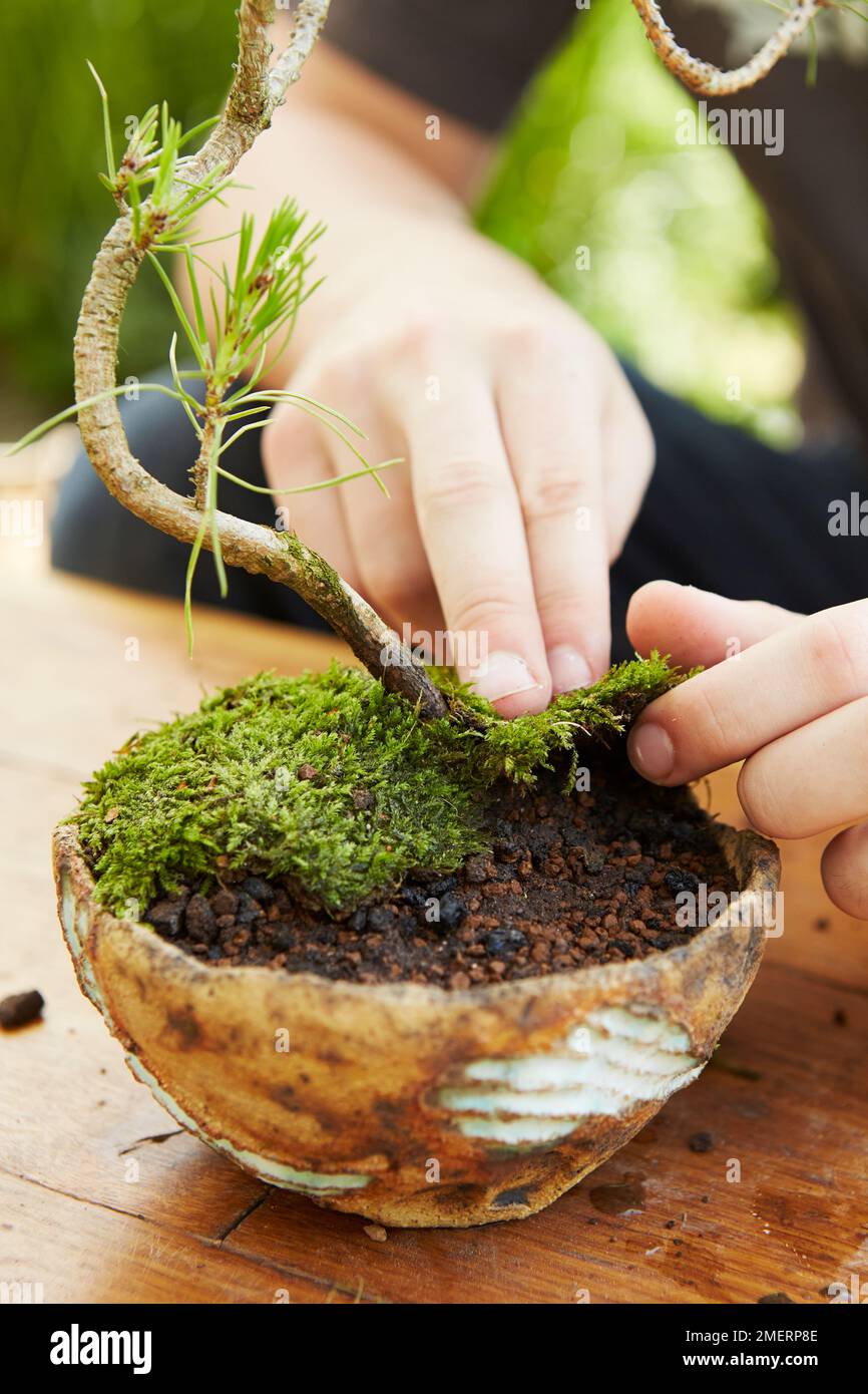 Instant bonsai tree, Pinus thunbergii (Japanese Black Pine), placing ...