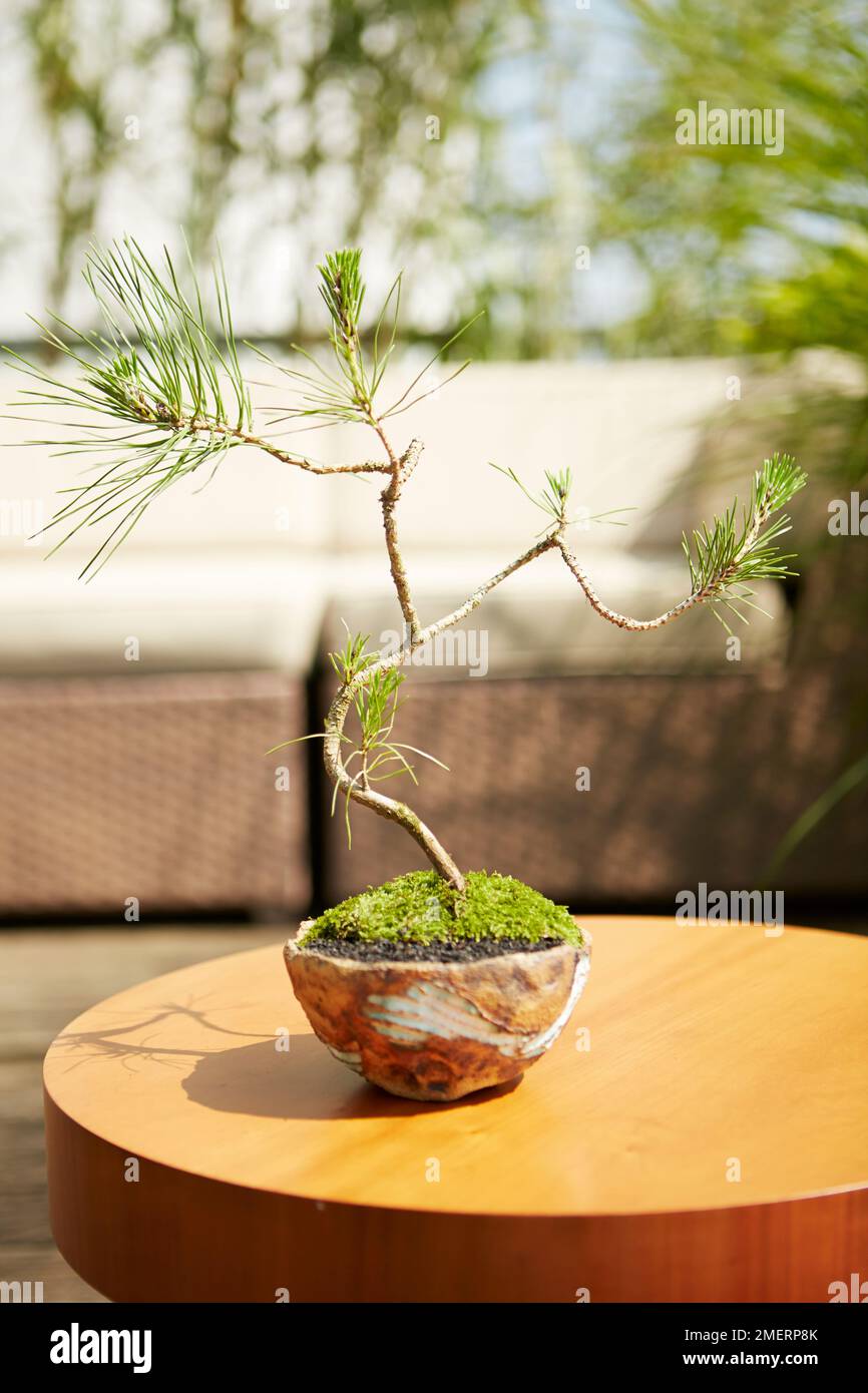 Instant bonsai tree, Pinus thunbergii (Japanese Black Pine Stock Photo ...