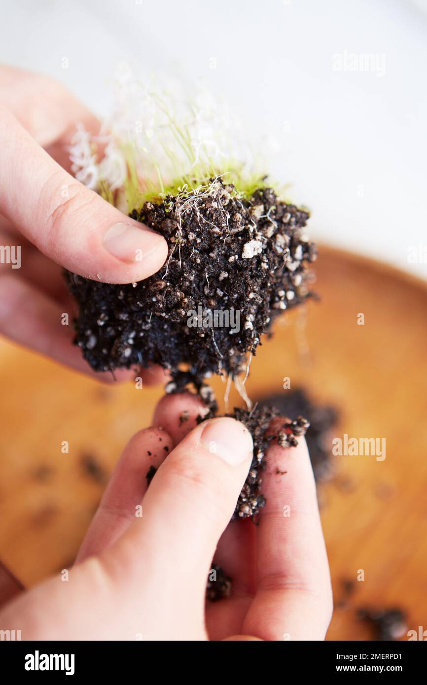 Terrarium, removing excess soil before planting Stock Photo - Alamy