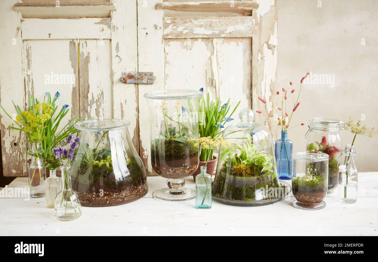 Terrariums hi-res stock photography and images - Alamy