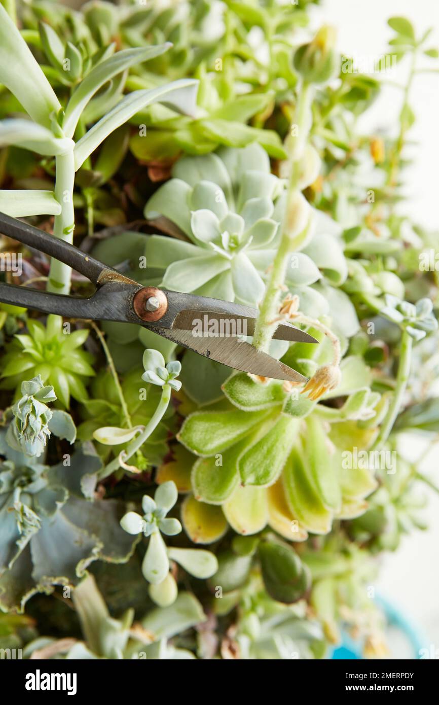 Succulent hanging ball, snipping off spent flowers Stock Photo - Alamy