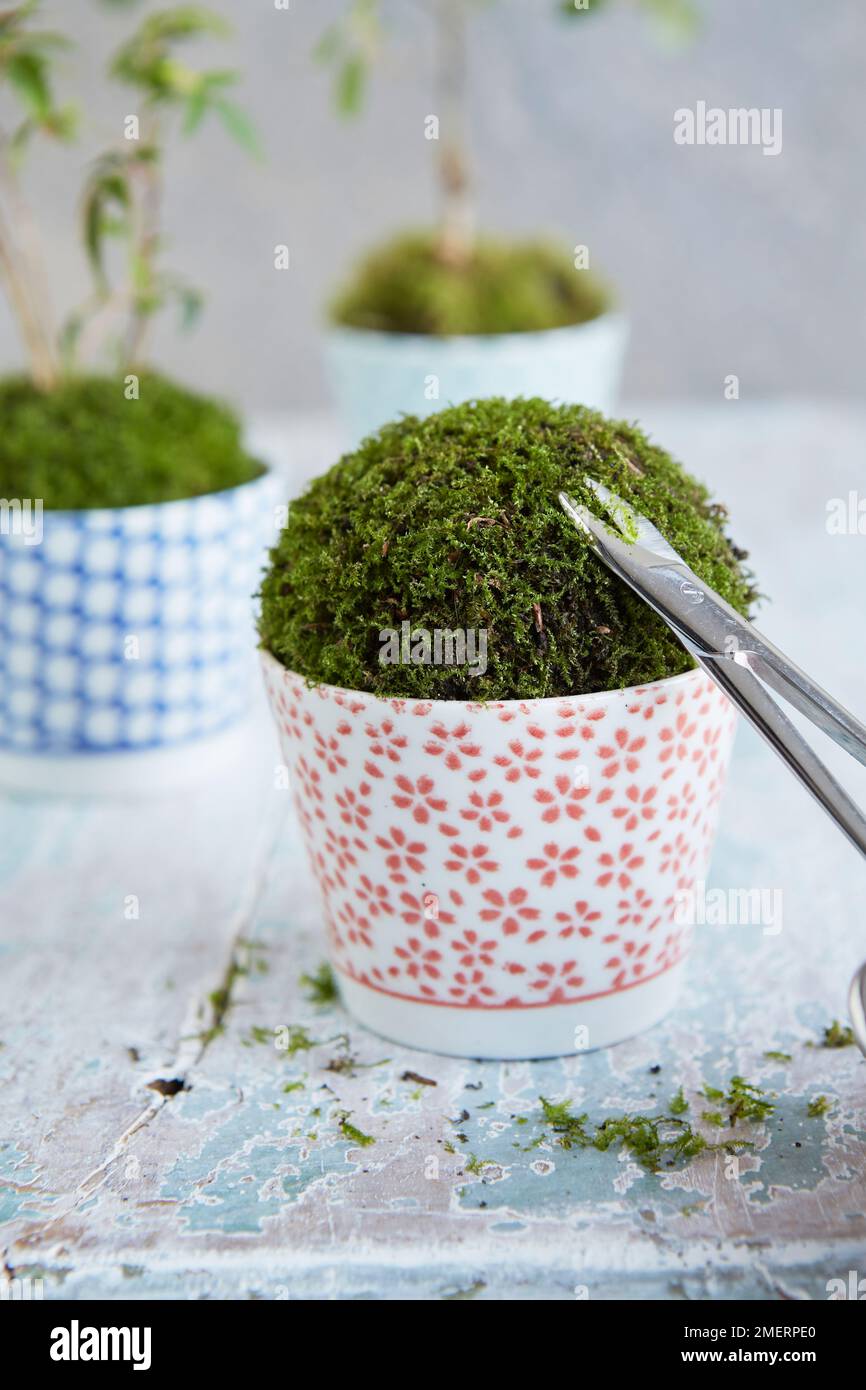 Miniature moss in pot, cutting to shape Stock Photo - Alamy