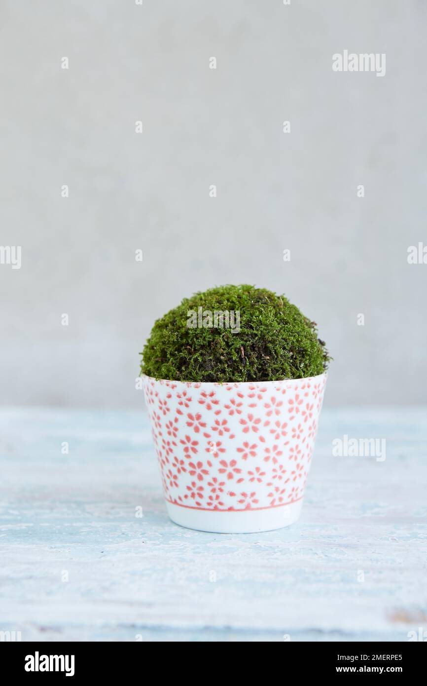 Miniature moss in pot Stock Photo - Alamy