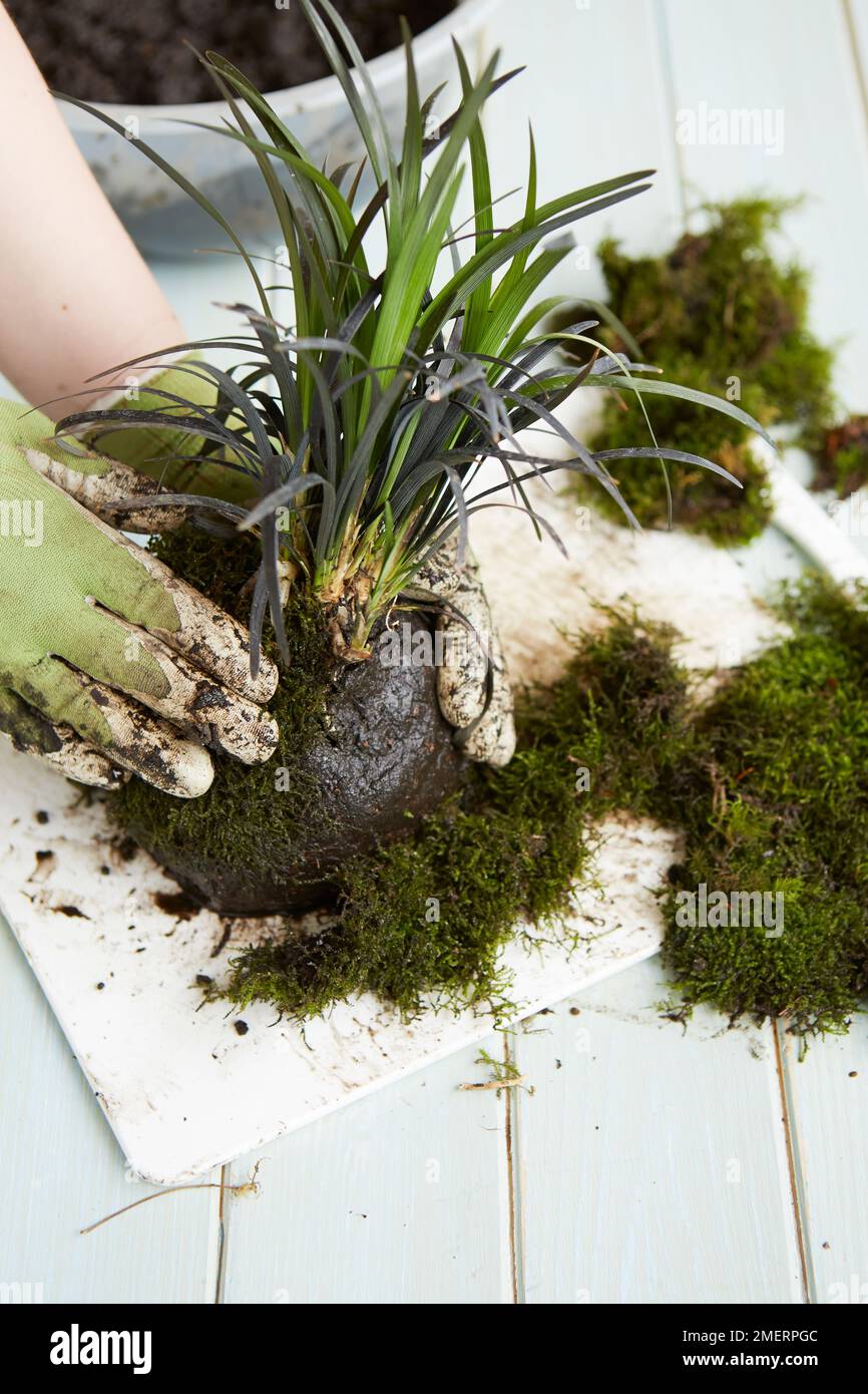 Kokedama hanging plants hi-res stock photography and images - Alamy