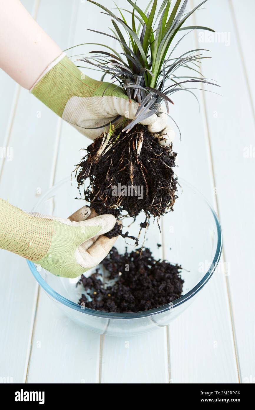 Kokedama hanging plants, removing soil from roots of plant, Ophiopogon ...