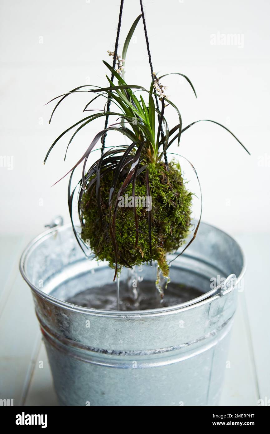 Kokedama hanging plants, removing moss ball from bucket of water ...