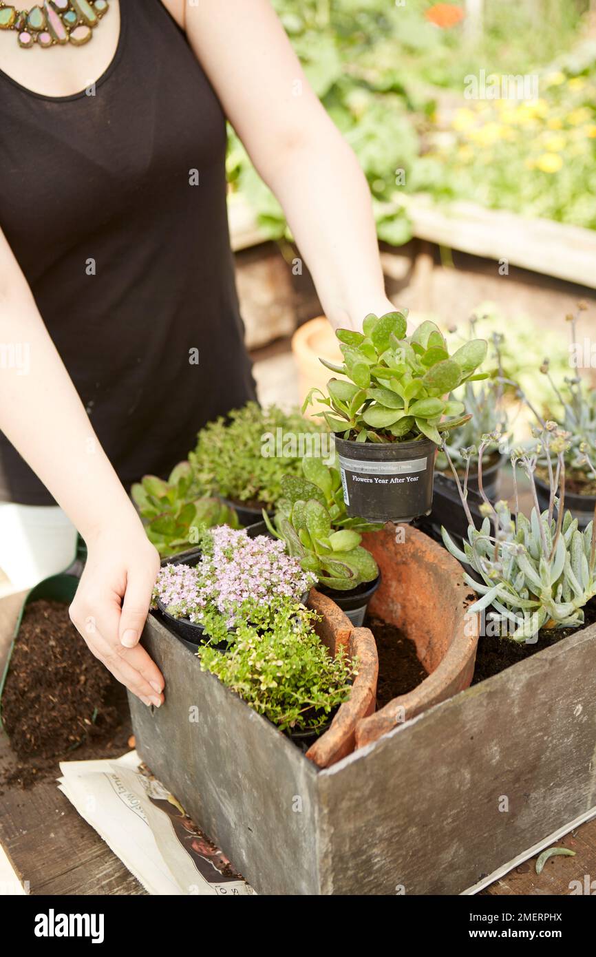Planting an alpine planter Stock Photo - Alamy