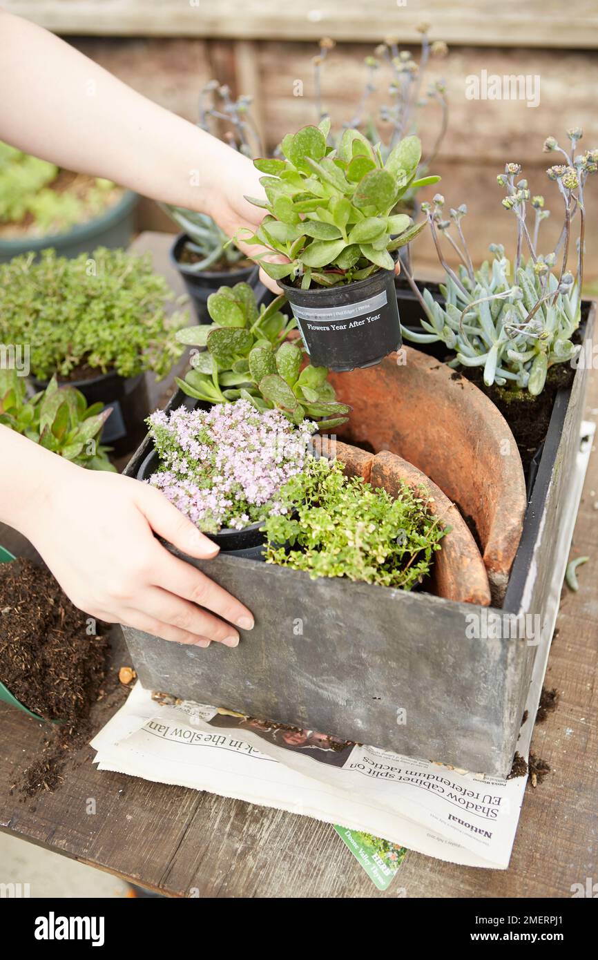 Planting an alpine planter Stock Photo - Alamy