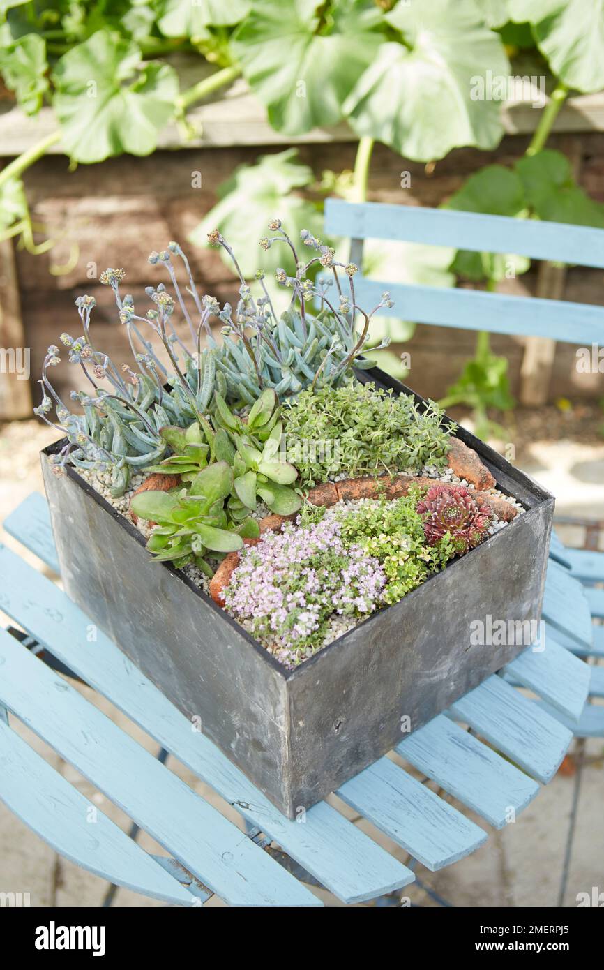 Alpine planter hi-res stock photography and images - Alamy