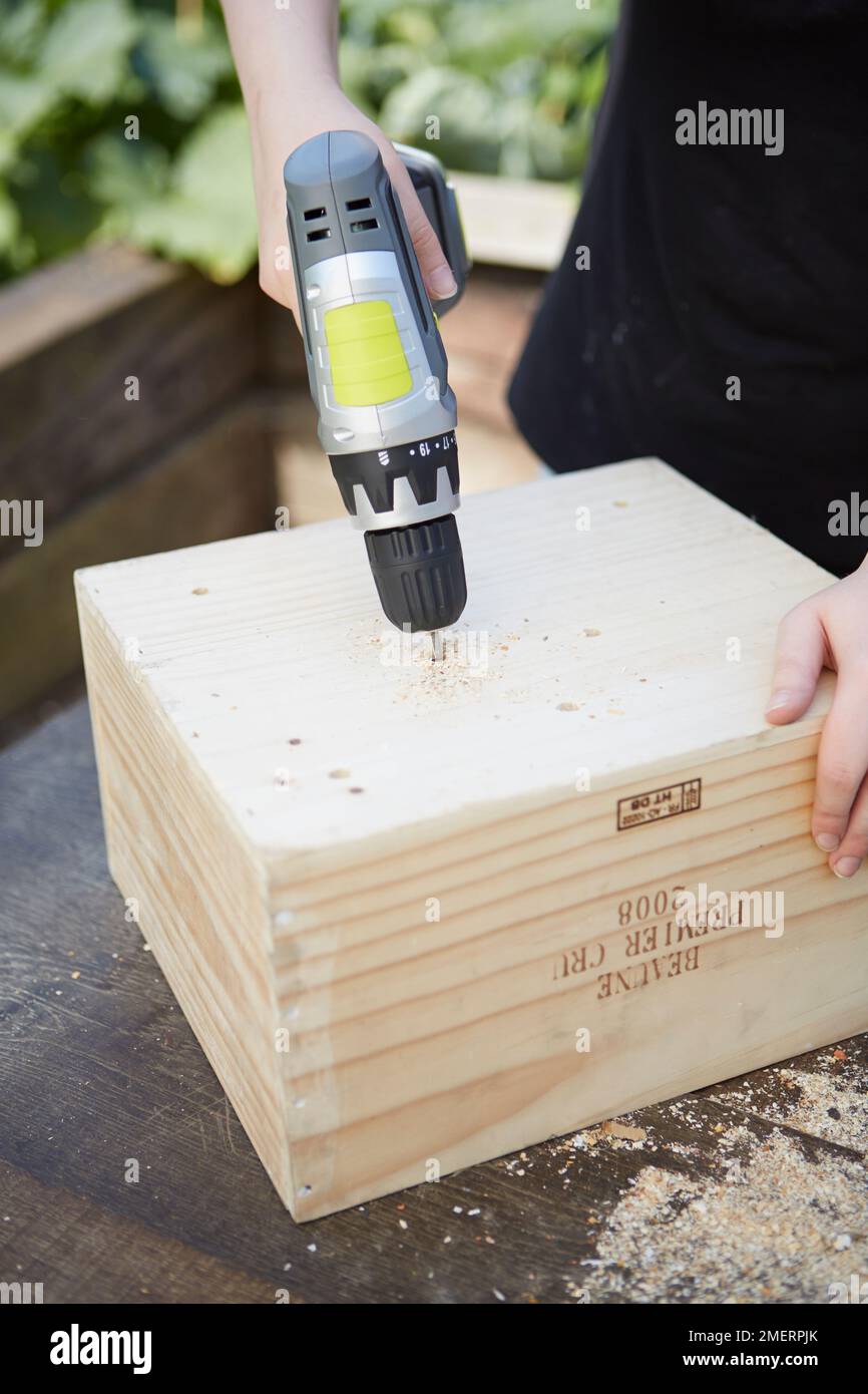 Drilling drainage holes into wine box to make planter Stock Photo - Alamy