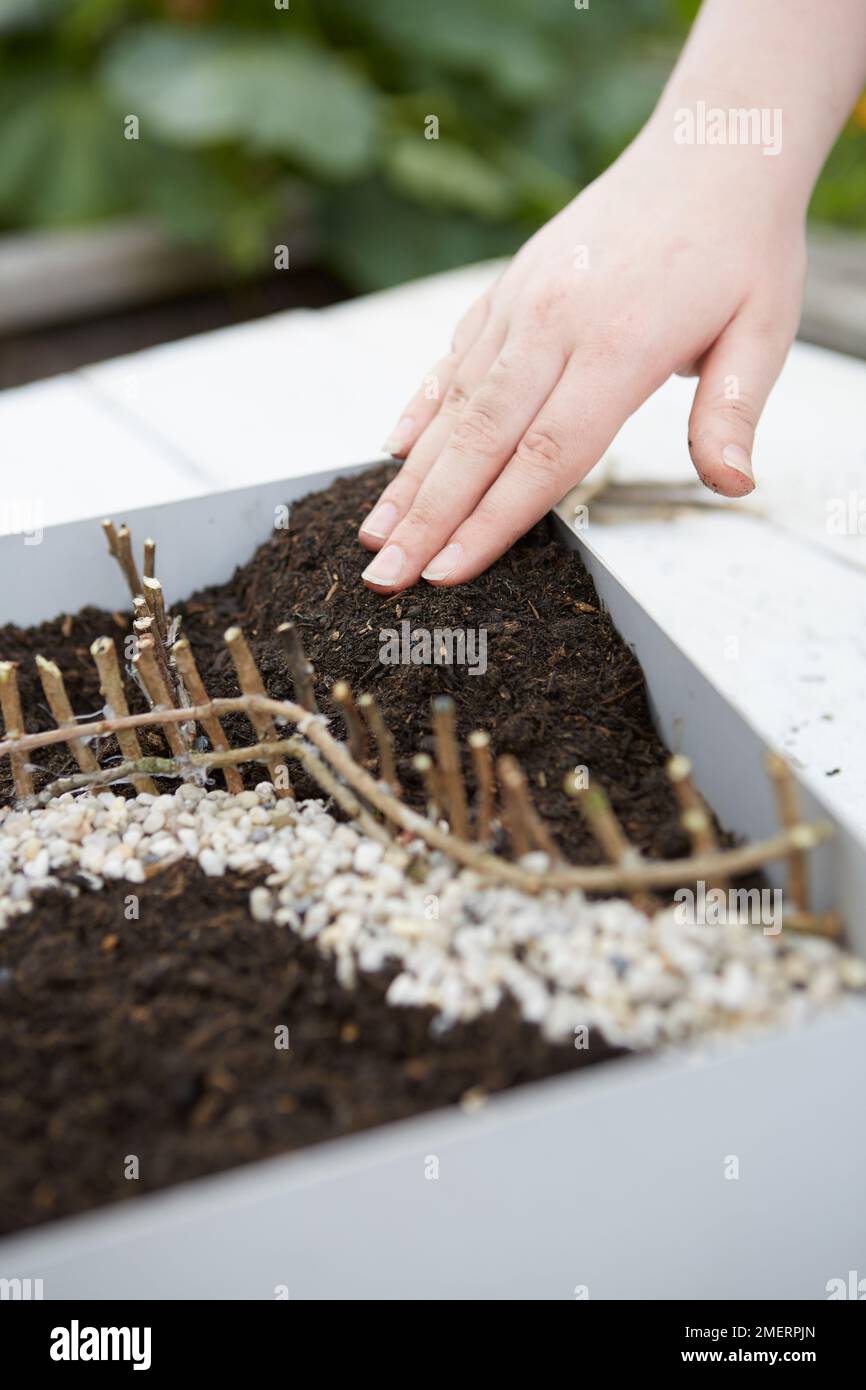 Making childrens' mini garden farm Stock Photo - Alamy