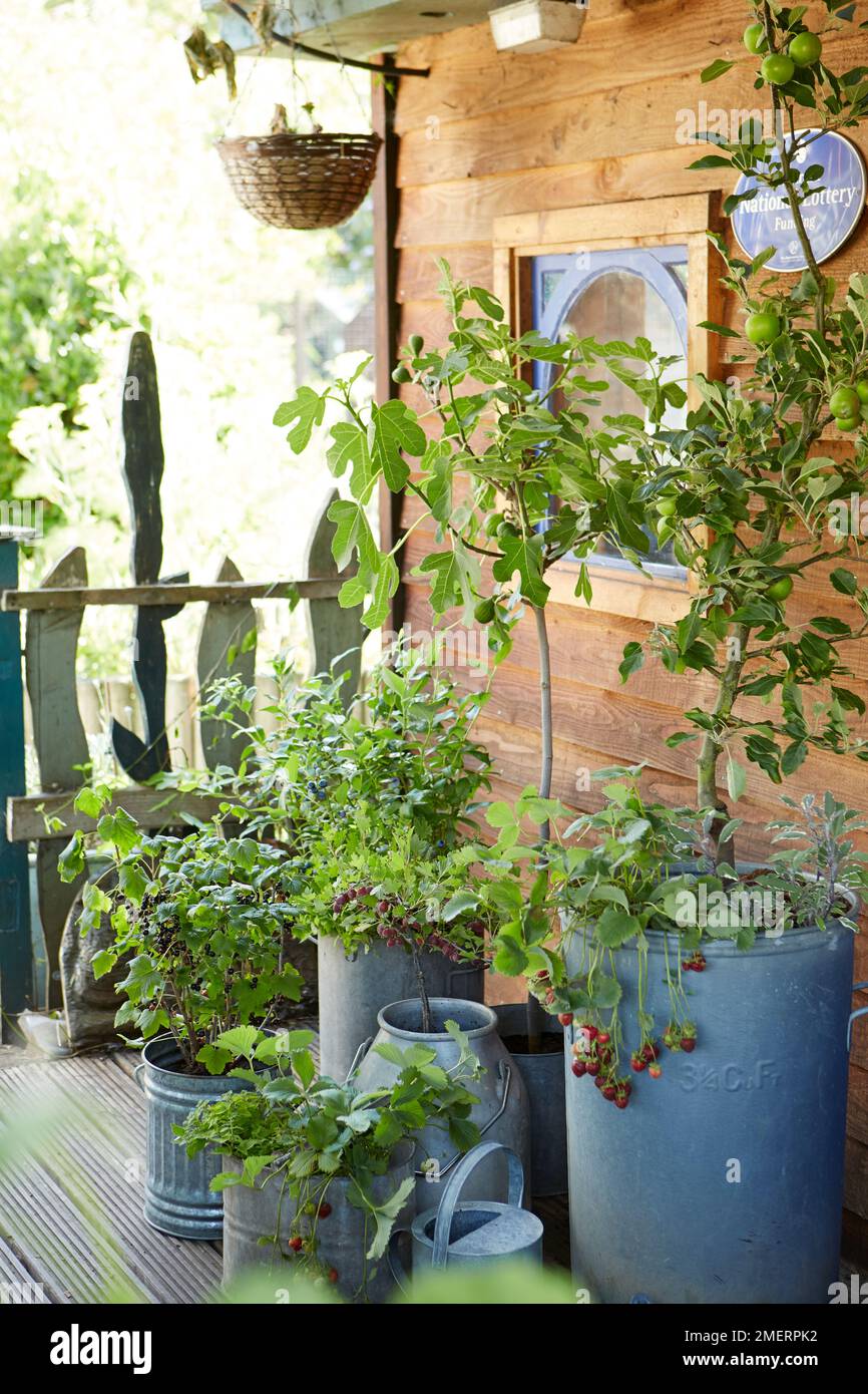 Selection of fruit growing in tubs, including, apples, figs ...