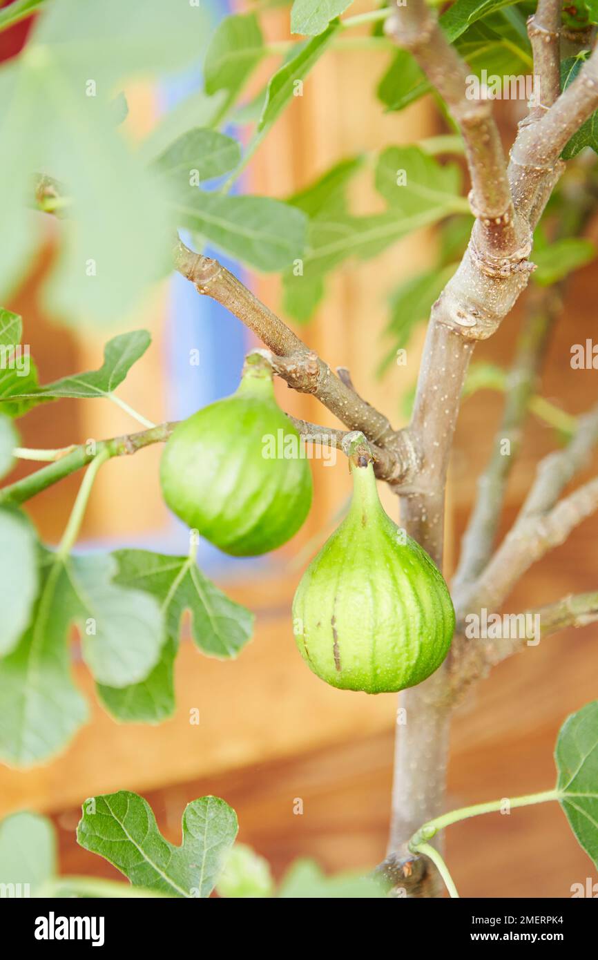 Growth figs growing hi-res stock photography and images - Alamy