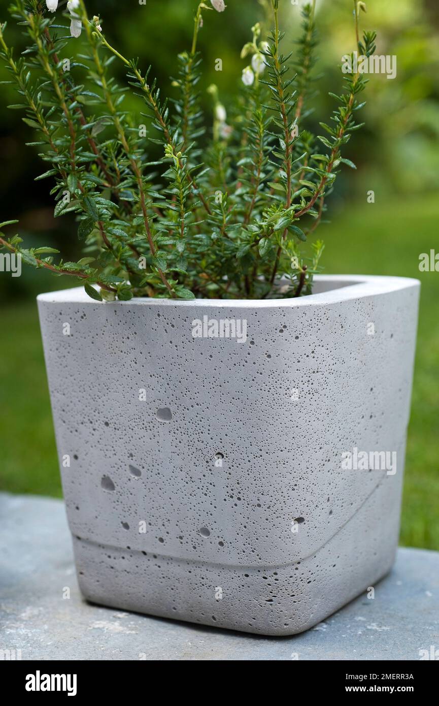 Concrete pot containing plants, Calluna vulgaris 'Elegantissima ...