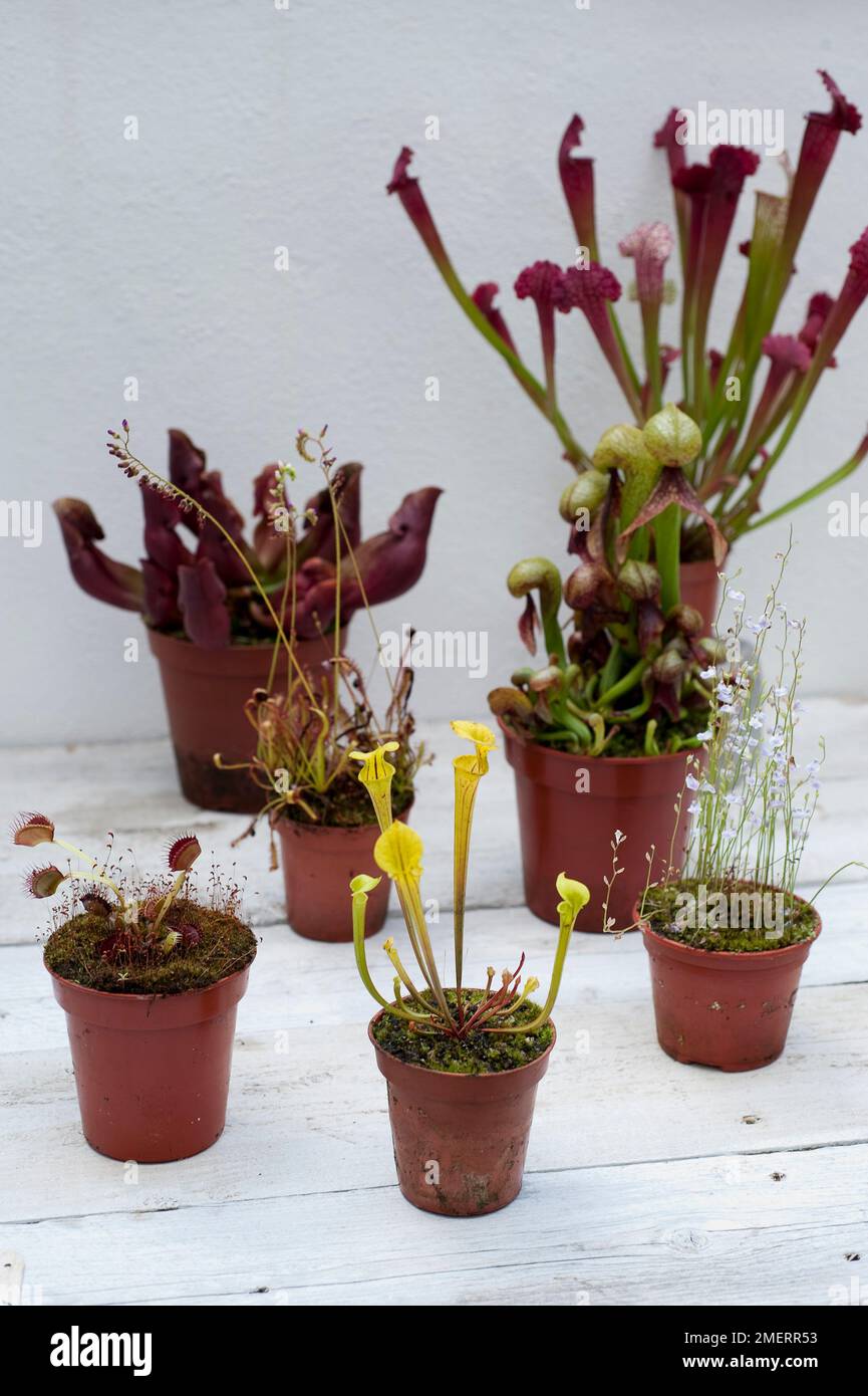 Selection of carnivorous plants Stock Photo - Alamy