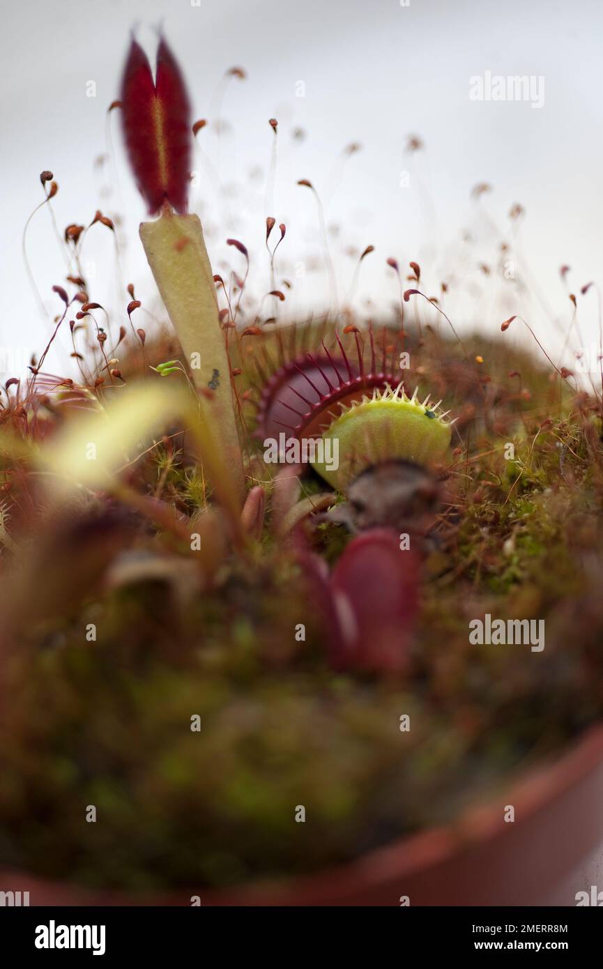 Dionaea (Venus fly trap), carnivorous plant, close up Stock Photo - Alamy