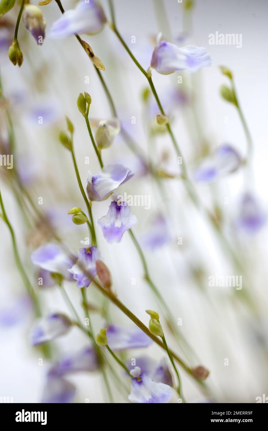 Daylight flower hi-res stock photography and images - Alamy