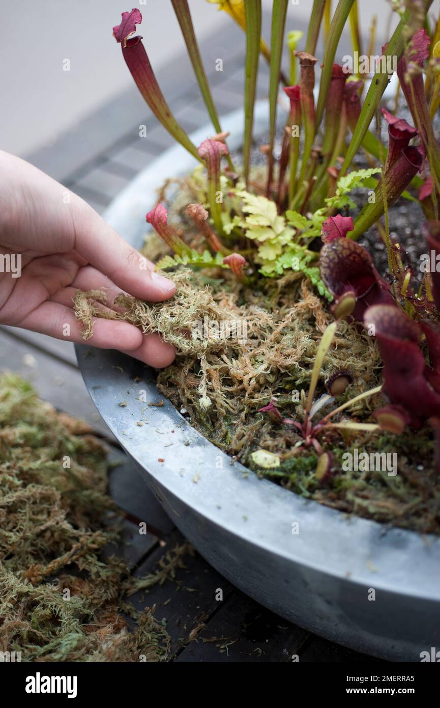 Adding sphagnum moss to pot of carnivorous plants Stock Photo - Alamy